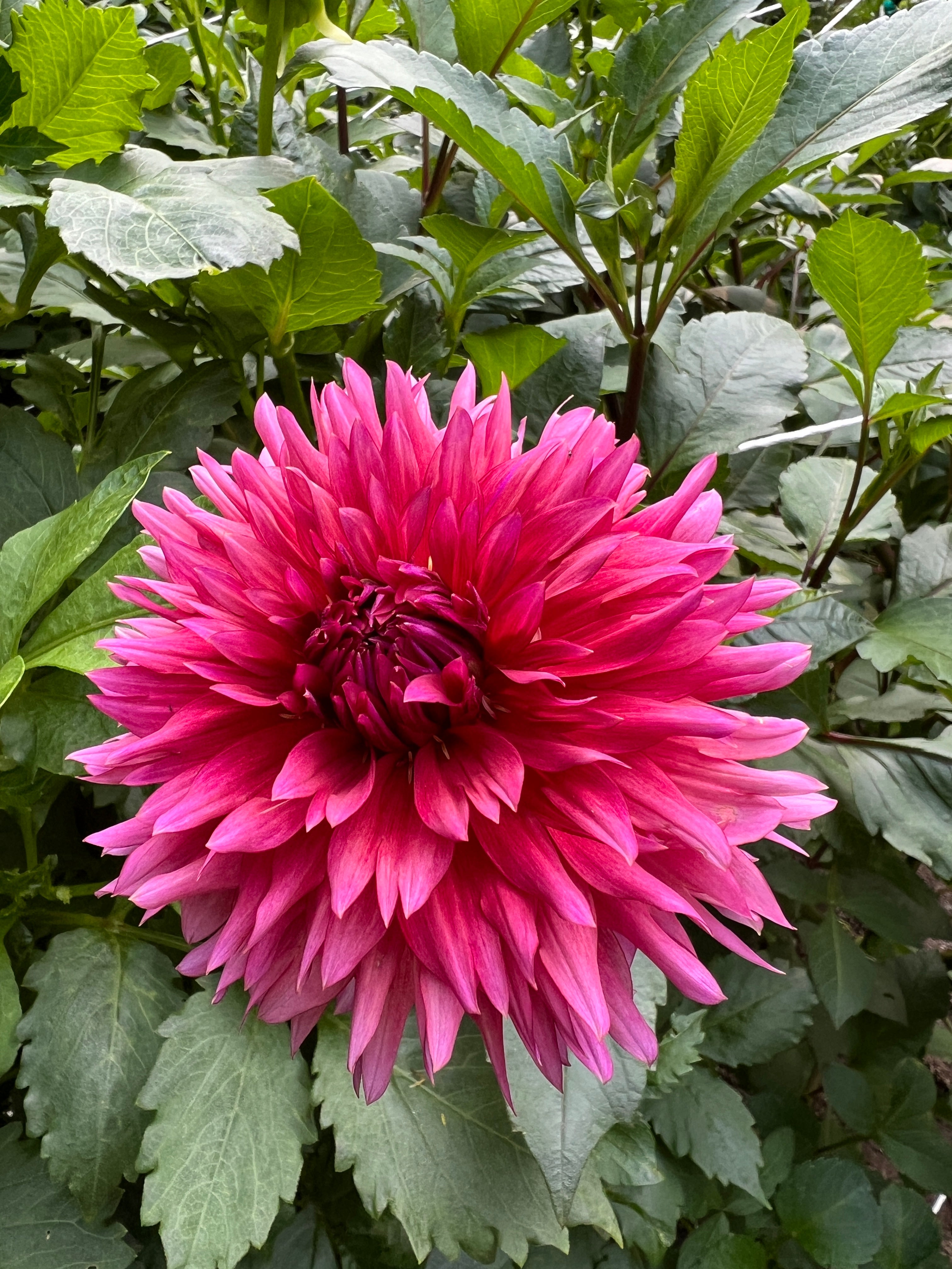 Sonic Bloom | Hay Street Flower Farm