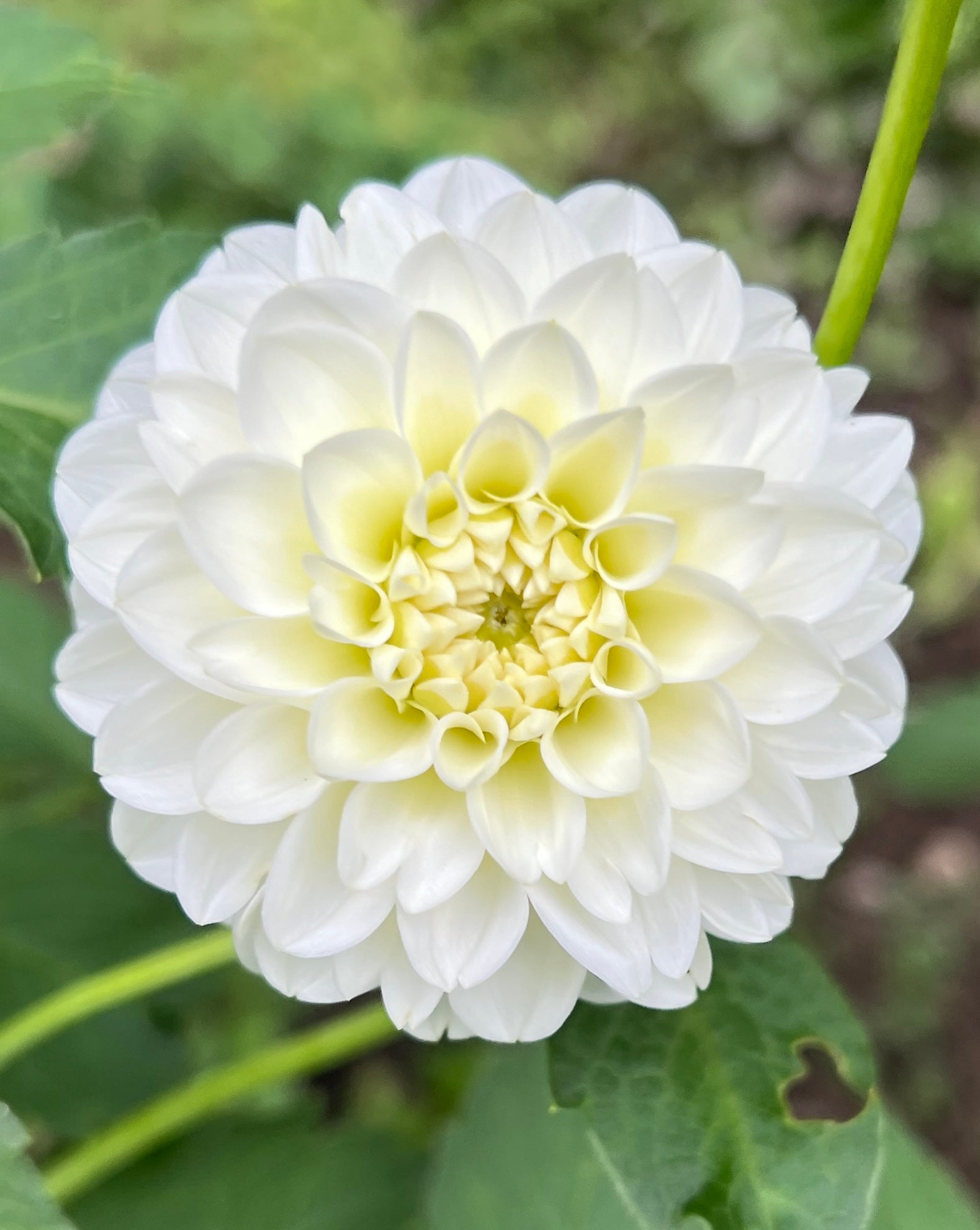 White Aster | Hay Street Flower Farm