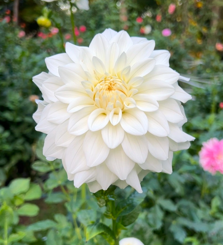 Lady Liberty | Hay Street Flower Farm