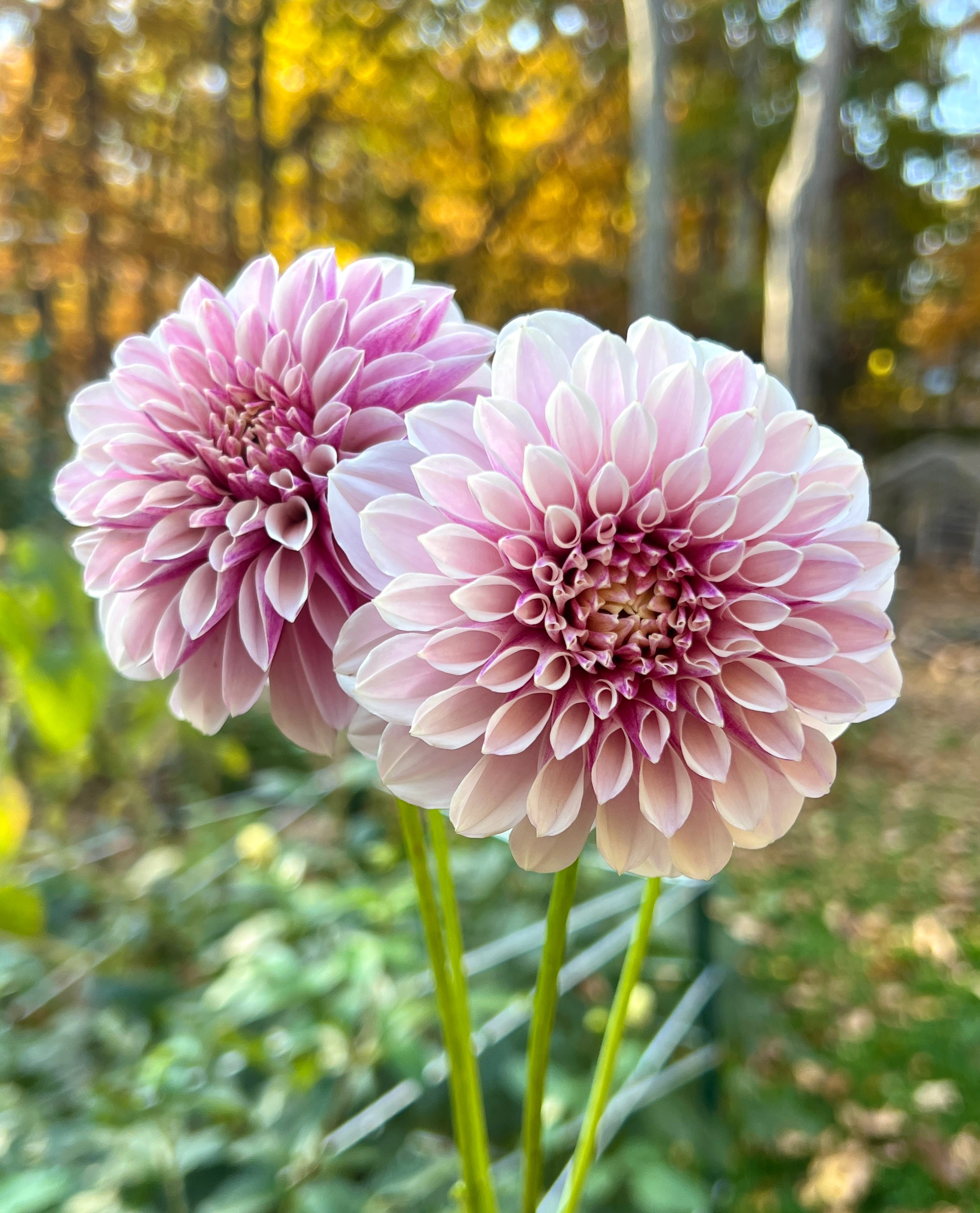 Salish Twilight Girl | Hay Street Flower Farm
