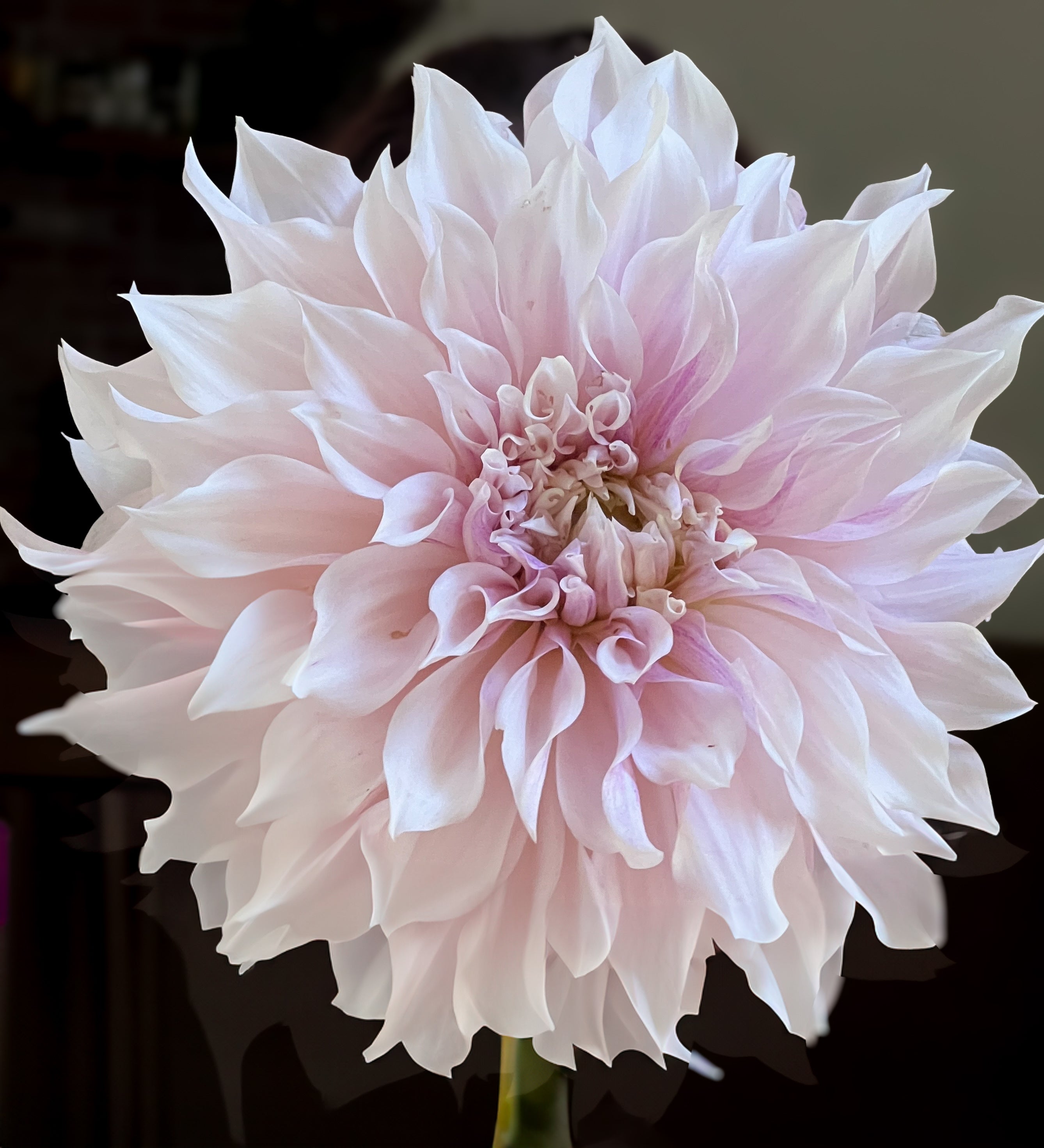 KA's™ Lavender Blush | Hay Street Flower Farm