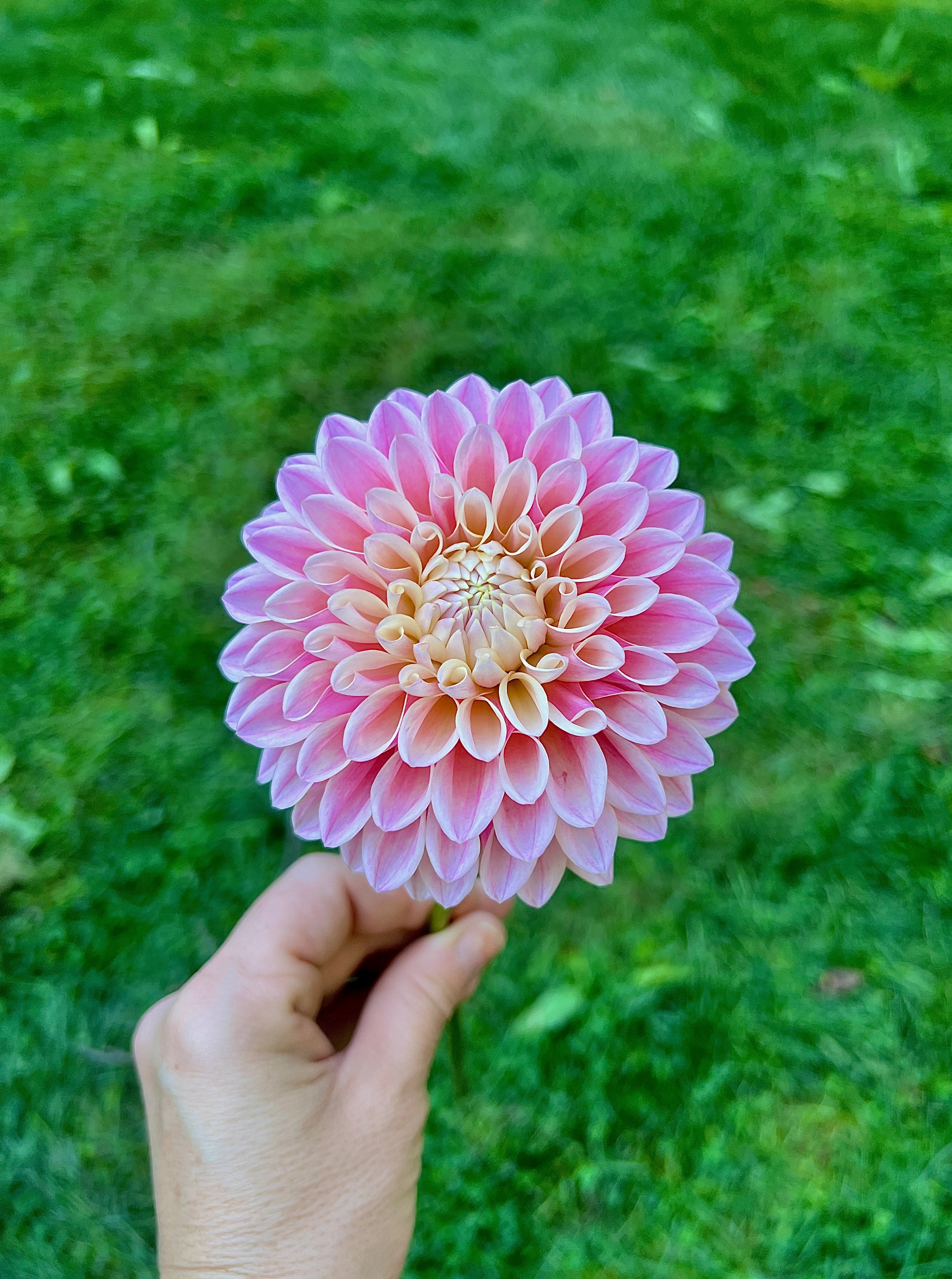 Coralie | Hay Street Flower Farm