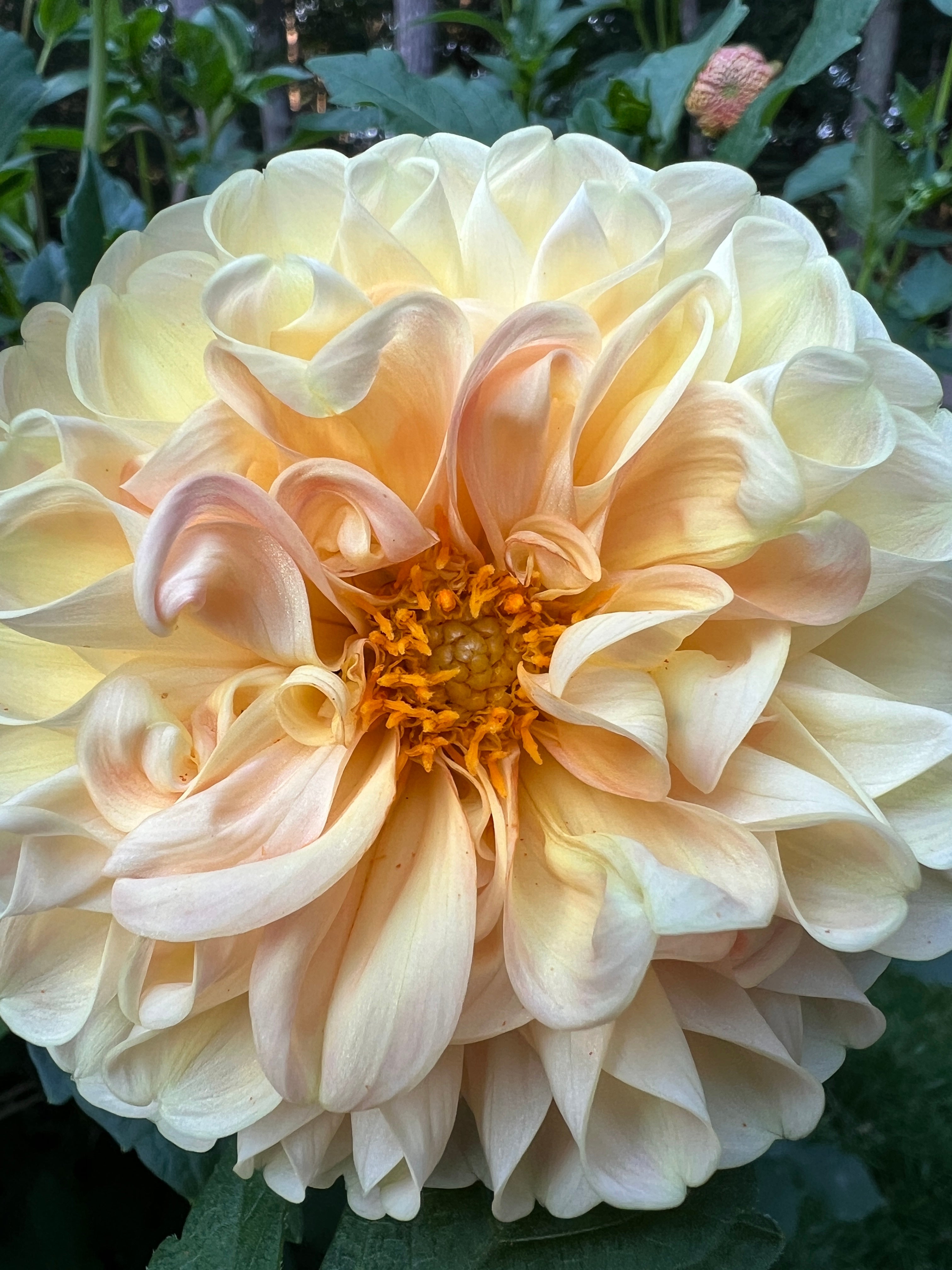 Crichton Honey | Hay Street Flower Farm