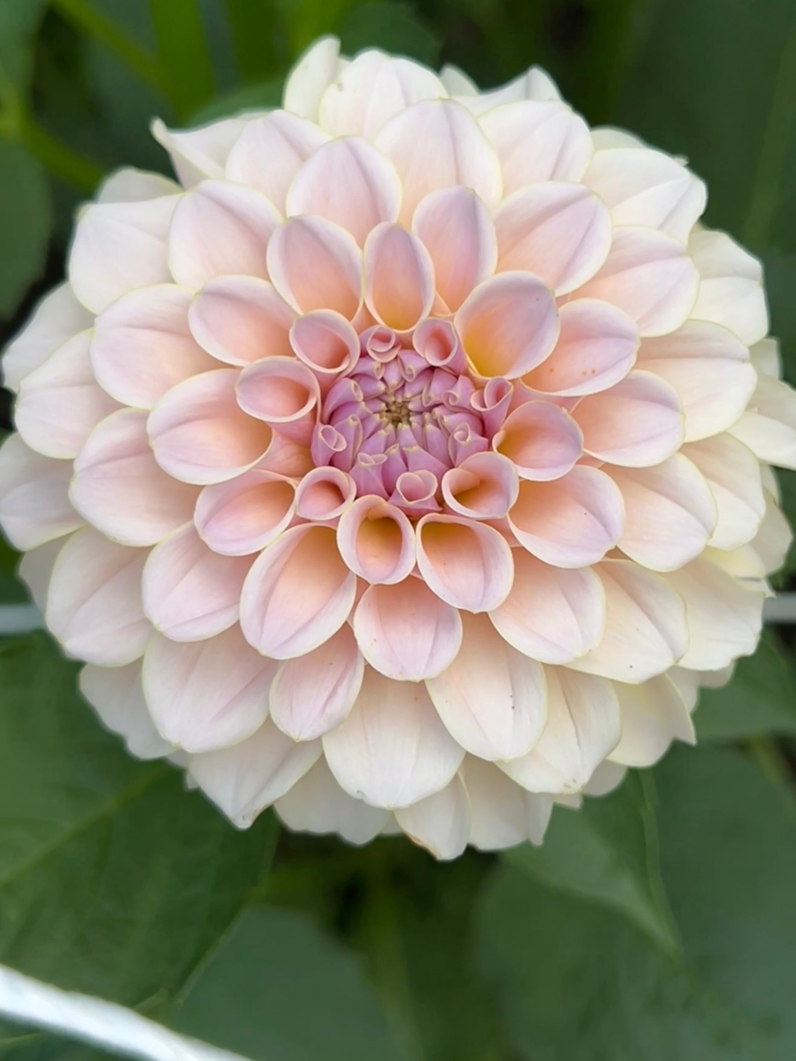 KA's™ Cinder Rose | Hay Street Flower Farm