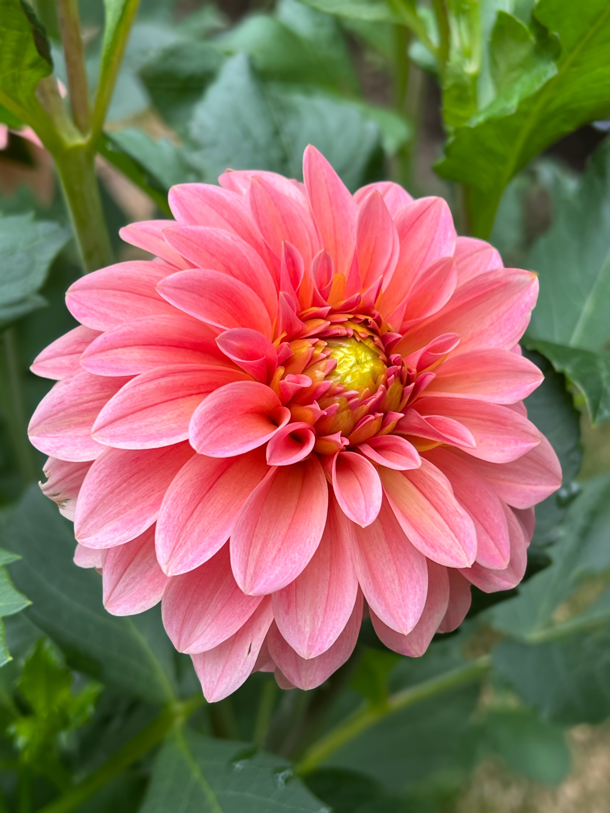 KA's™ Desert Rose | Hay Street Flower Farm